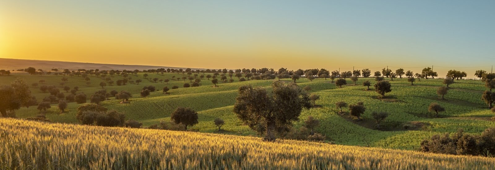 Alentejo Academy - Become An Alentejo Expert With Us